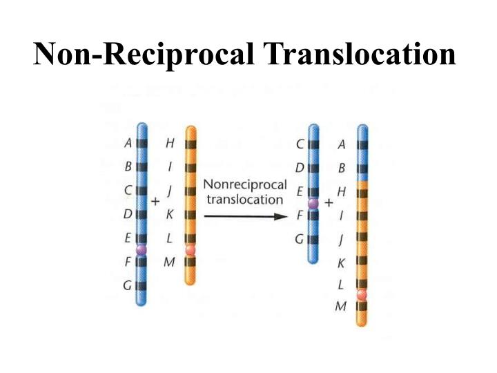 PPT - X Chromosome (1336 Genes) PowerPoint Presentation - ID:6540690