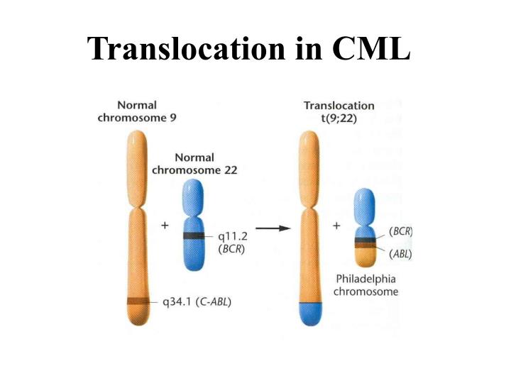 PPT - X Chromosome (1336 Genes) PowerPoint Presentation - ID:6540690