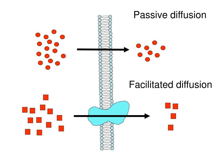 PPT - Agony and Ecstasy Norris Armstrong University of Georgia-Athens ...
