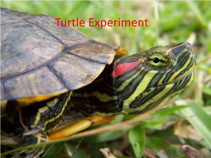 PPT - Turtle Experiment PowerPoint Presentation, free download - ID:6541717