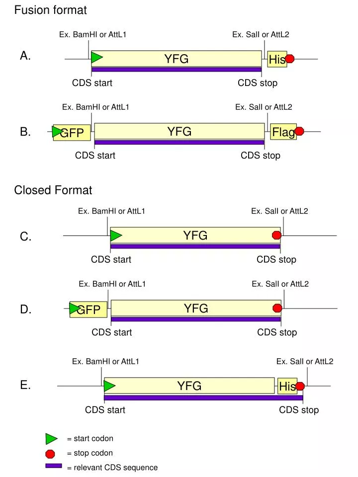 PPT - YFG PowerPoint Presentation, free download - ID:6541914
