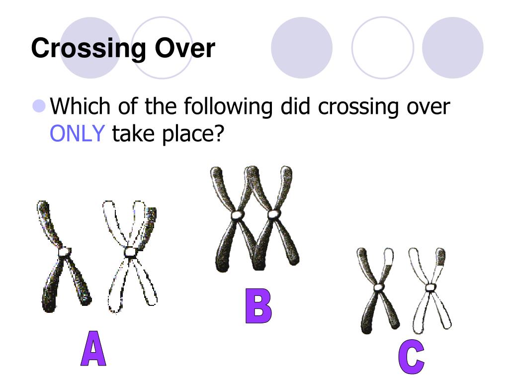 PPT - Meiosis PowerPoint Presentation, free download - ID:6543806