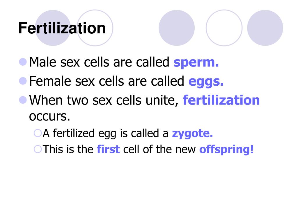 Ppt Meiosis Powerpoint Presentation Free Download Id 6543806