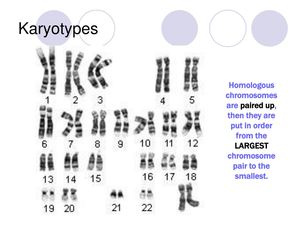 PPT - Meiosis PowerPoint Presentation, free download - ID:6543806