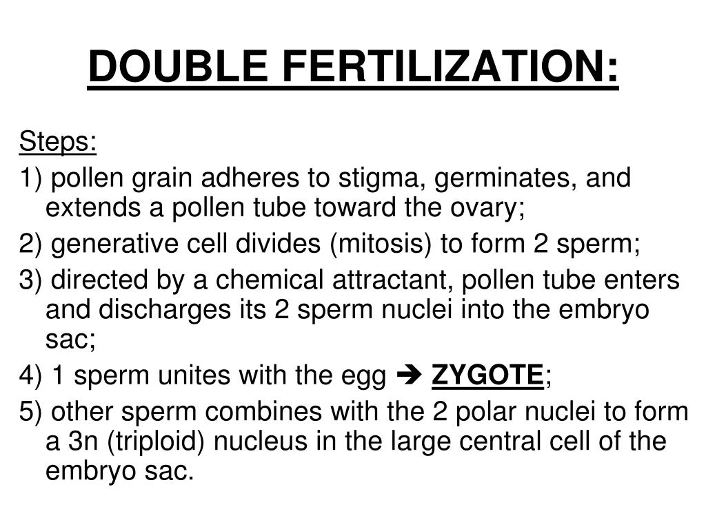 PPT - NOTES: CH 38 – Plant Reproduction PowerPoint Presentation, free ...