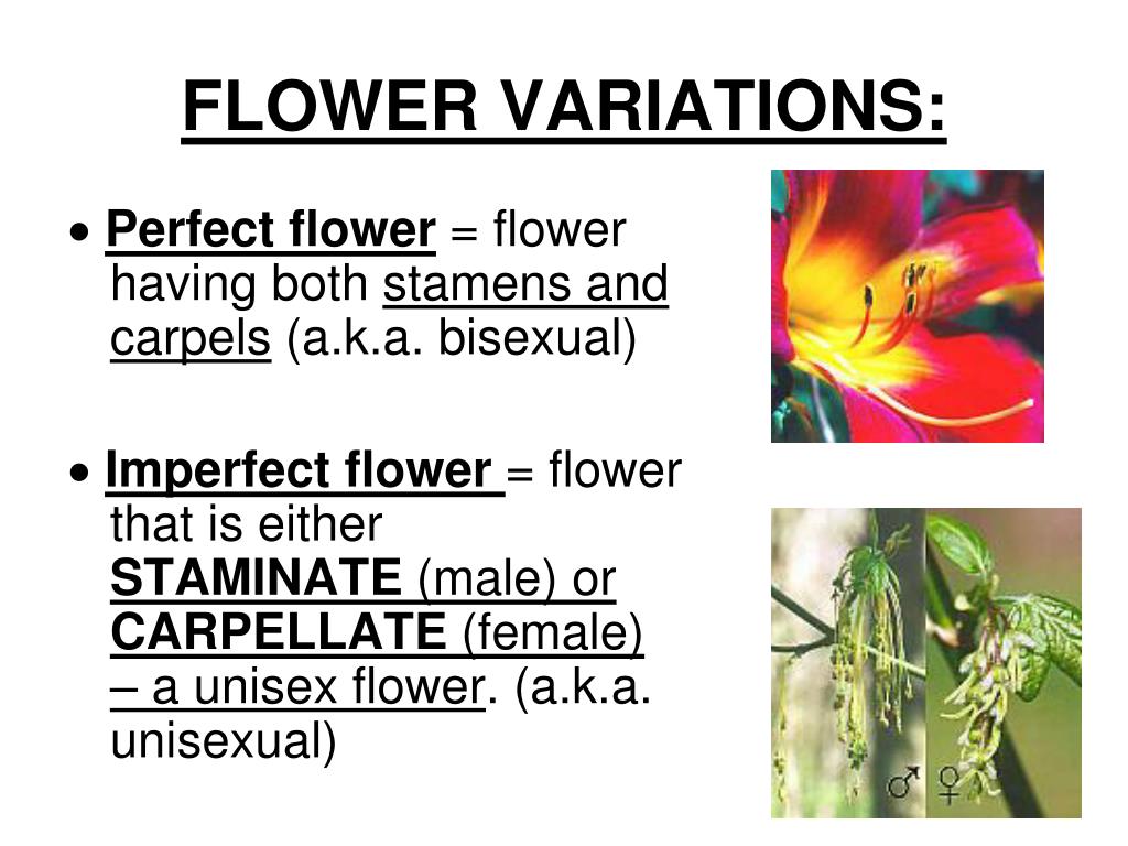 PPT - NOTES: CH 38 – Plant Reproduction PowerPoint Presentation, free ...