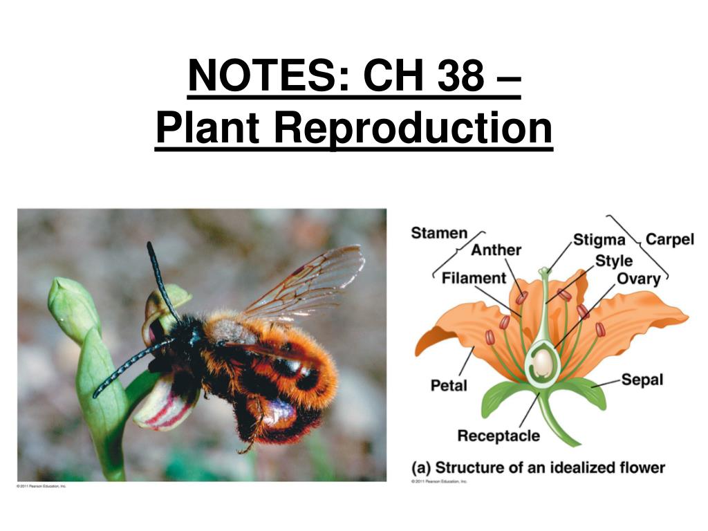 PPT - NOTES: CH 38 – Plant Reproduction PowerPoint Presentation, free ...