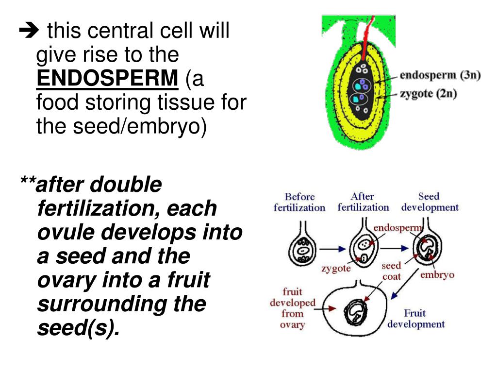 PPT - NOTES: CH 38 – Plant Reproduction PowerPoint Presentation, free ...