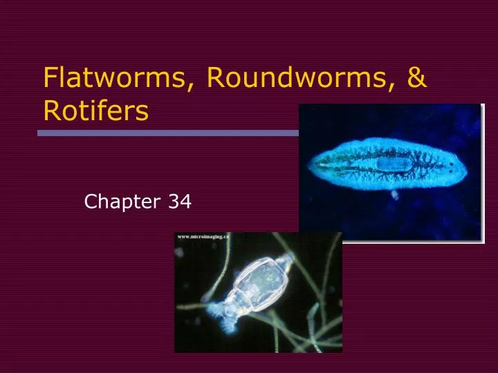 PPT - Flatworms, Roundworms, & Rotifers PowerPoint Presentation, free ...