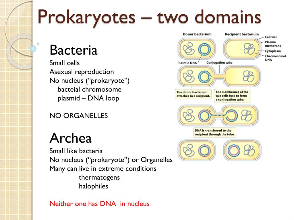2 Domains Of Prokaryotes