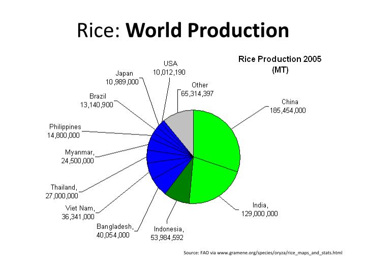 PPT - Grains of the World Topic: RICE PowerPoint Presentation - ID:6550987