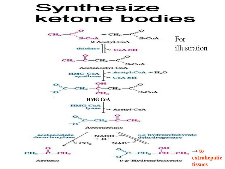 PPT - Ketone bodies PowerPoint Presentation - ID:6553216