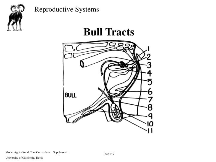 PPT - Male Sperm Cell PowerPoint Presentation - ID:6553449