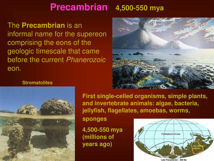 PPT - Paleontology Studying The Fossil Record PowerPoint Presentation ...