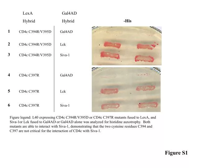 PPT - LexA Hybrid PowerPoint Presentation, free download - ID:6554282
