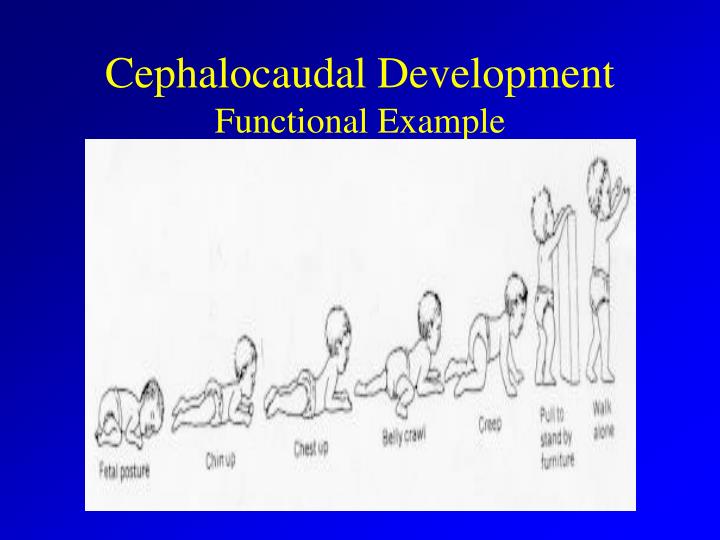 PPT - Principles of Physical Development PowerPoint Presentation - ID ...