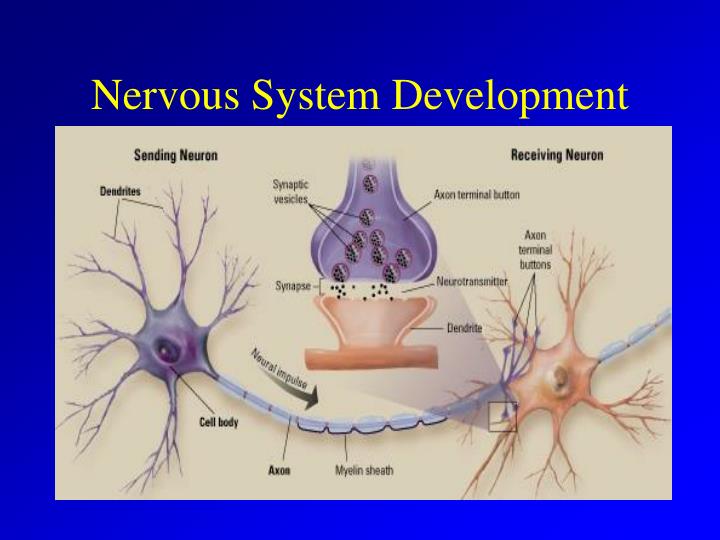 PPT - Principles of Physical Development PowerPoint Presentation - ID ...