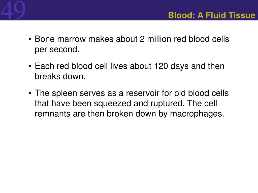 PPT - Circulatory Systems: Pumps, Vessels, and Blood PowerPoint ...