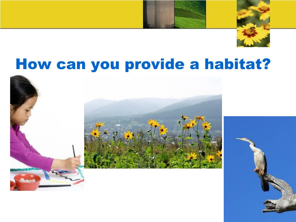 PPT - Conservation Habits = Healthy Habitats PowerPoint Presentation ...