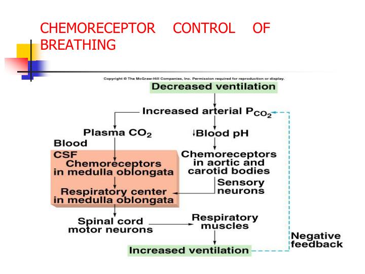 PPT - PHYSIOLOGY OF CONTROL OF BREATHING PowerPoint Presentation - ID ...
