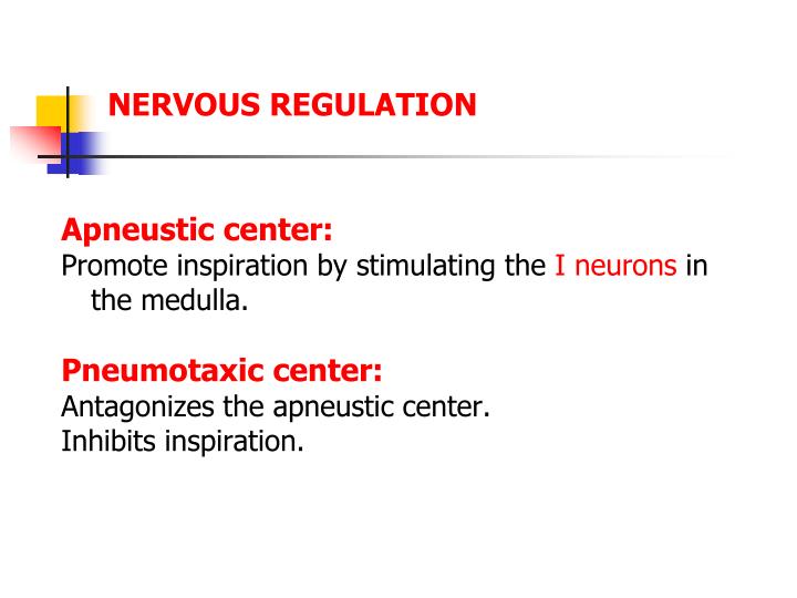 PPT - PHYSIOLOGY OF CONTROL OF BREATHING PowerPoint Presentation - ID ...