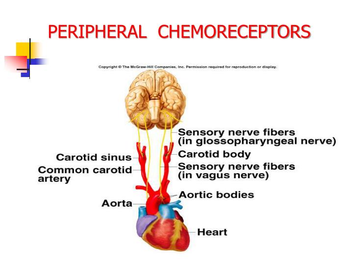 PPT - PHYSIOLOGY OF CONTROL OF BREATHING PowerPoint Presentation - ID ...