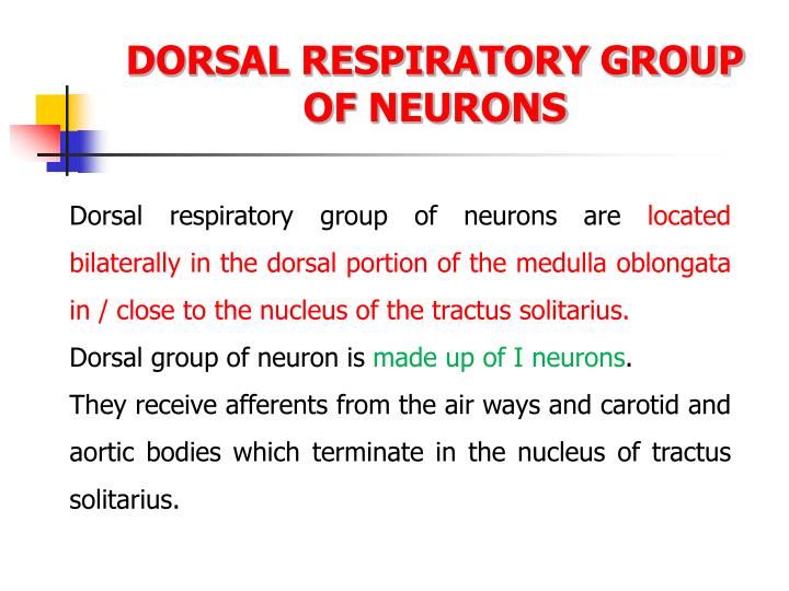 PPT - PHYSIOLOGY OF CONTROL OF BREATHING PowerPoint Presentation - ID ...