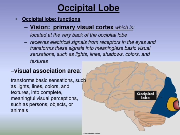 PPT - Incredible Nervous System PowerPoint Presentation - ID:6562916