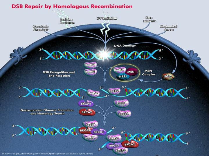 PPT - Homologous Recombination PowerPoint Presentation - ID:6563310