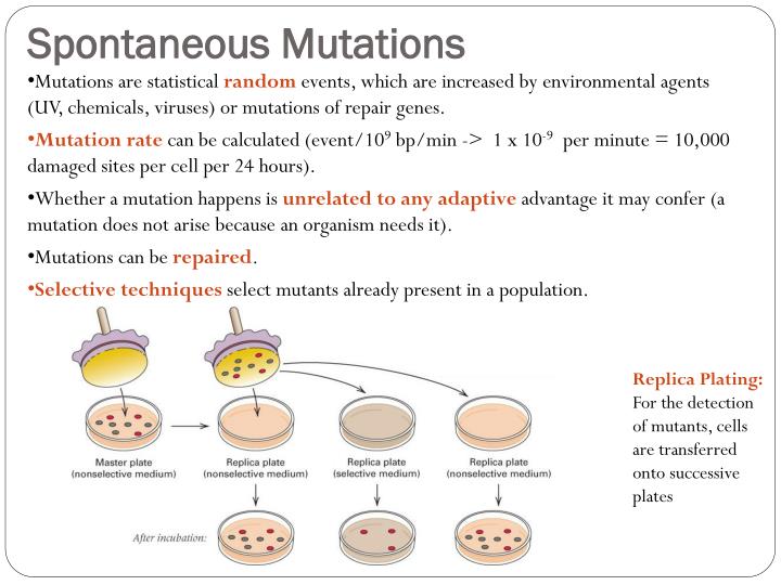 PPT - Molecular Mechanisms of Mutations and DNA Repair PowerPoint ...