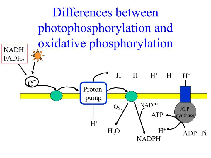 PPT - Similarities between photophosphorylation and oxidative ...