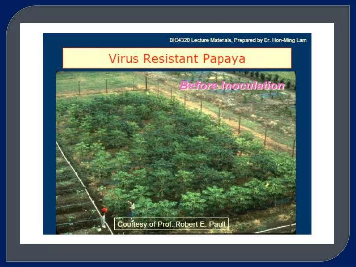 PPT - 3. Papaya Ringspot Virus, (PRSV) PowerPoint Presentation, free ...