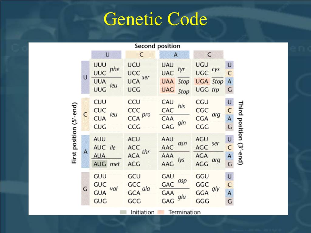 PPT - Il Dogma Centrale della Biologia PowerPoint Presentation, free ...