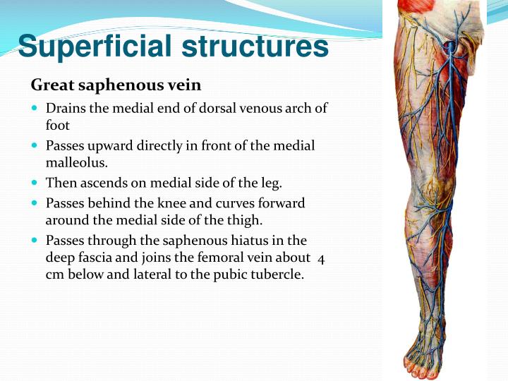 PPT - Thigh PowerPoint Presentation - ID:6565751