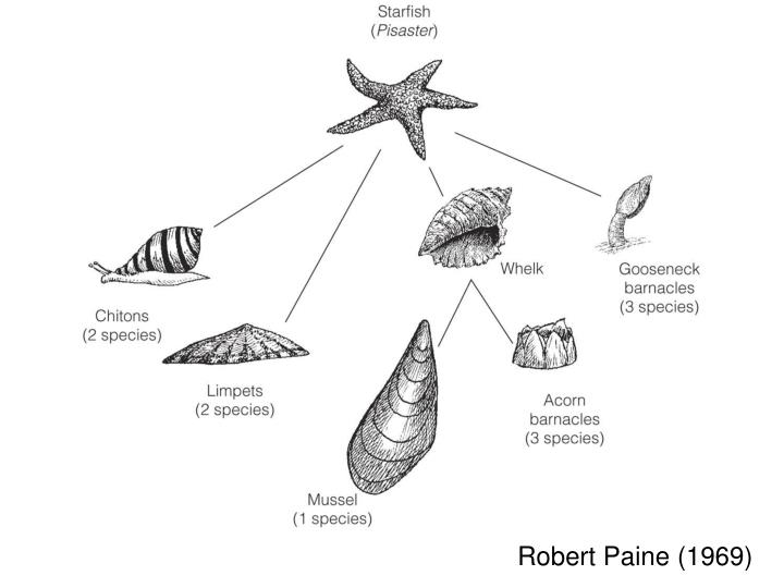 PPT - Food Webs PowerPoint Presentation - ID:6566785