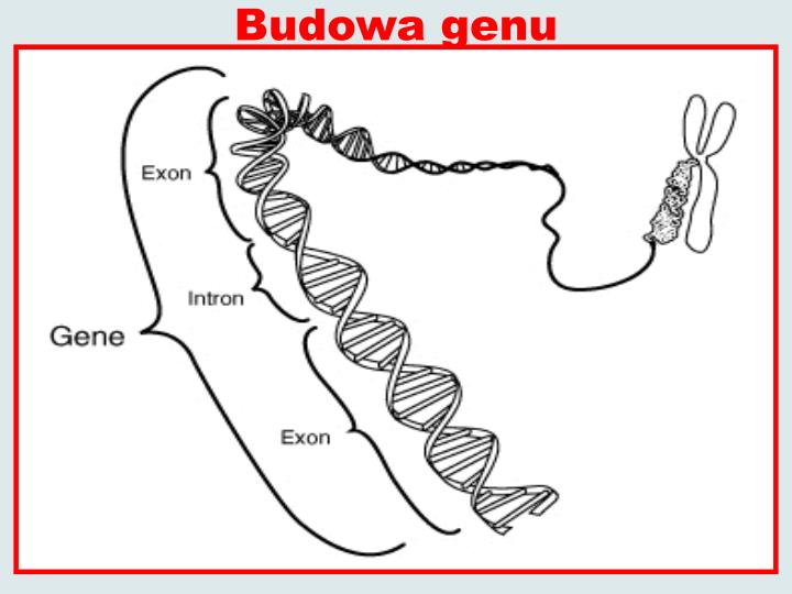 PPT - Genetyka ogólna Biosynteza białka (transkrypcja i translacja ...