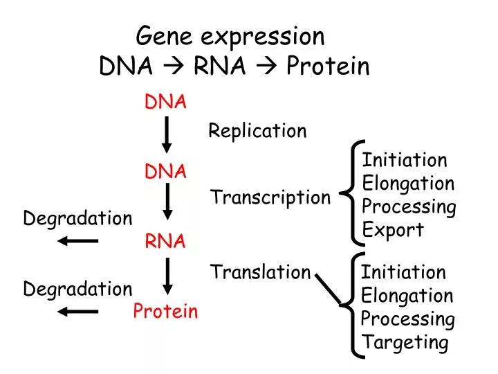 PPT - Gene expression DNA RNA Protein PowerPoint Presentation, free ...