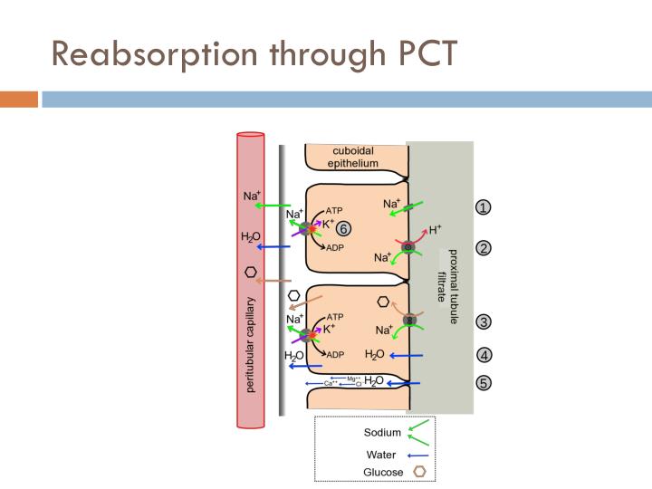 PPT - Tubular reabsorption & Secretion PowerPoint Presentation - ID:6567788