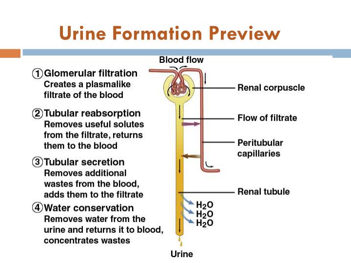 PPT - Tubular reabsorption & Secretion PowerPoint Presentation - ID:6567788