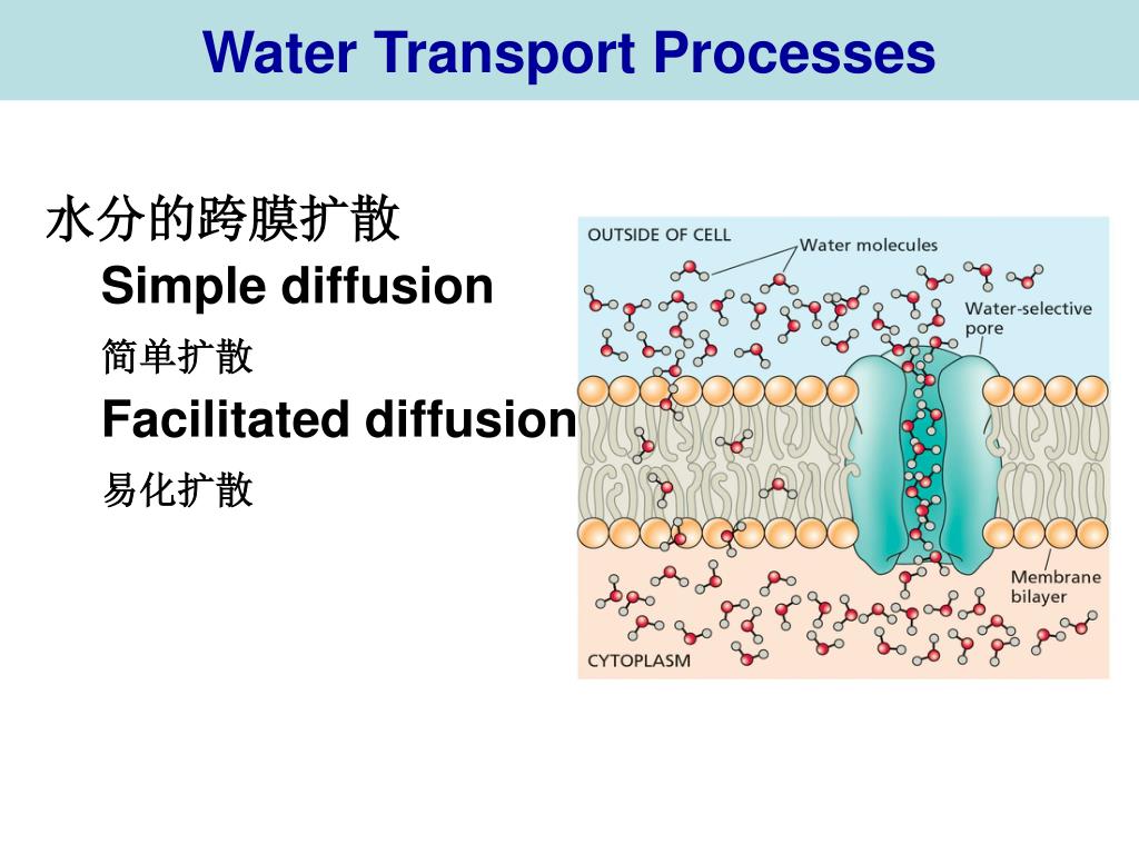 PPT - 97% salt water 2% snow and ice (fresh water) 1% liquid fresh ...