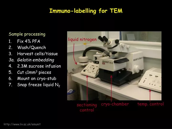 PPT - Immuno-labelling for TEM PowerPoint Presentation, free download ...