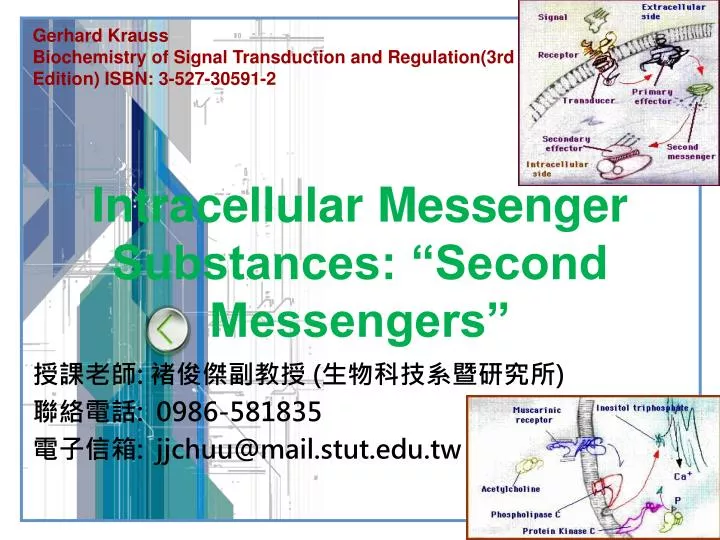 PPT - Intracellular Messenger Substances: “Second Messengers ...