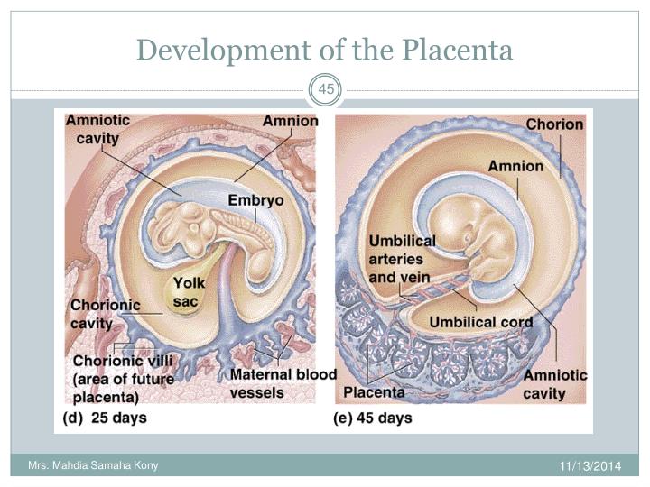 PPT - Fertilization and implantation PowerPoint Presentation - ID:6568971