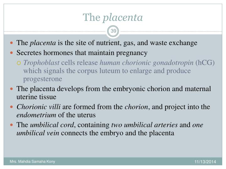 PPT - Fertilization and implantation PowerPoint Presentation - ID:6568971