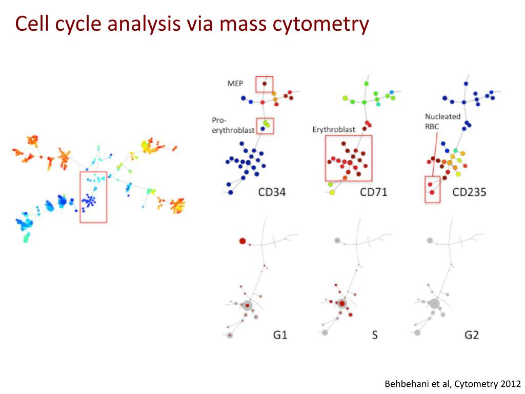 PPT - Cell Cycle I Molecular Cell Biology November 6, 2014 PowerPoint ...