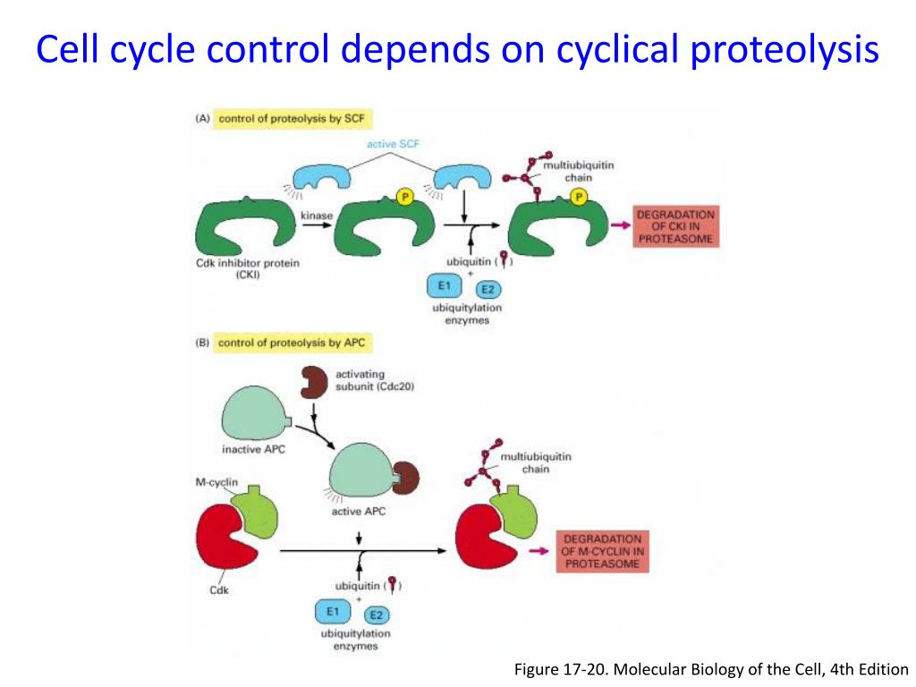 PPT - Cell Cycle I Molecular Cell Biology November 6, 2014 PowerPoint ...