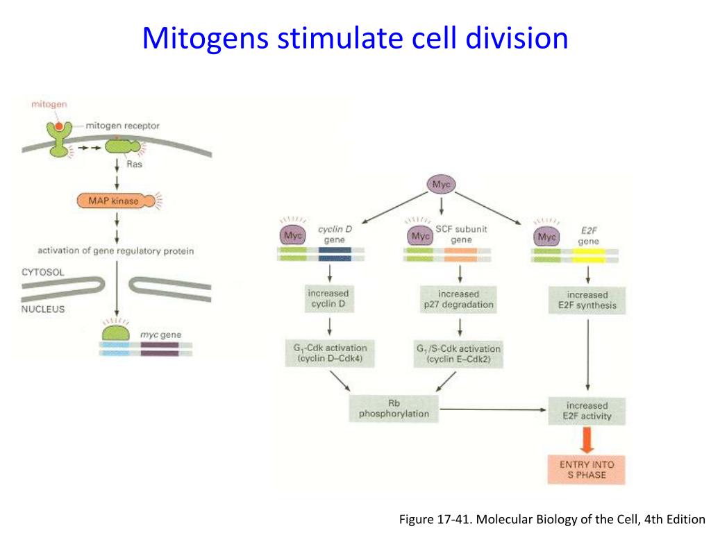 PPT - Cell Cycle I Molecular Cell Biology November 6, 2014 PowerPoint ...