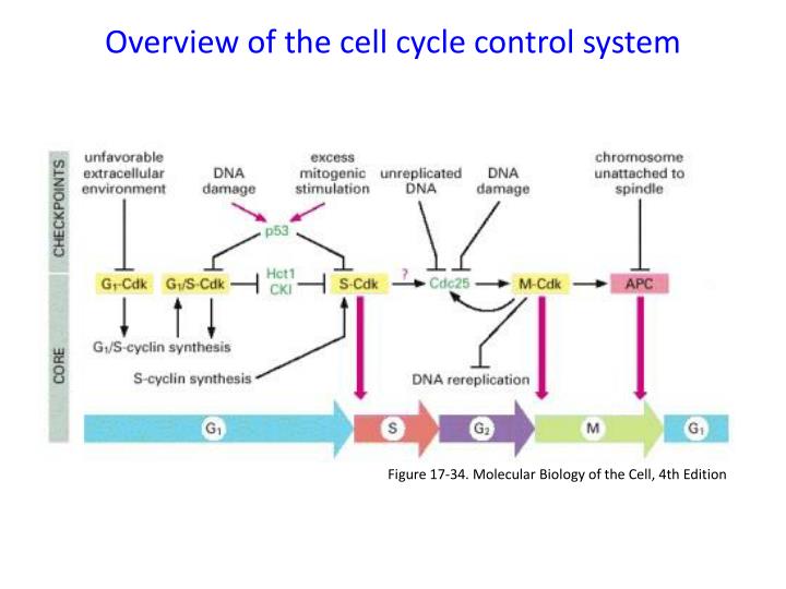PPT - Cell Cycle I Molecular Cell Biology November 6, 2014 PowerPoint ...