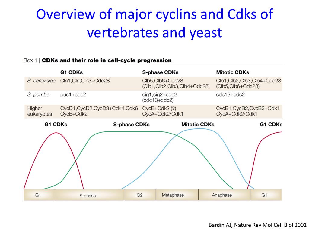 PPT - Cell Cycle I Molecular Cell Biology November 6, 2014 PowerPoint ...