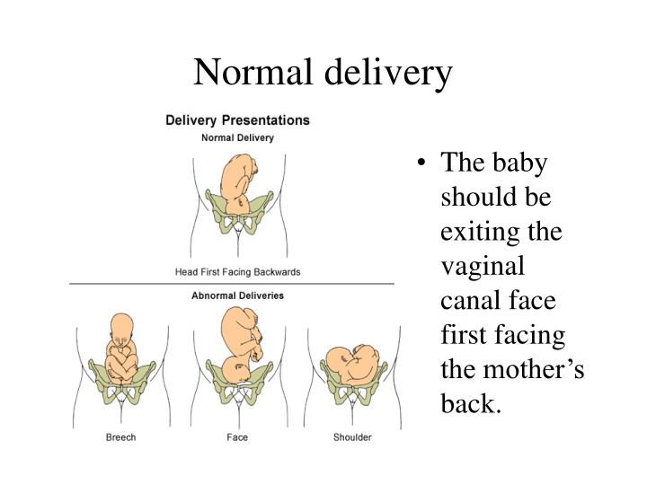 PPT - Placenta PowerPoint Presentation - ID:6569468